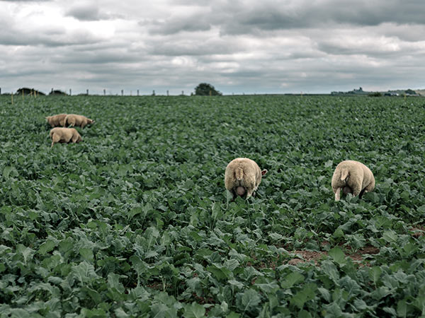 Welsh Lamb, Hogget and Mutton Meat Boxes with FREE Delivery.