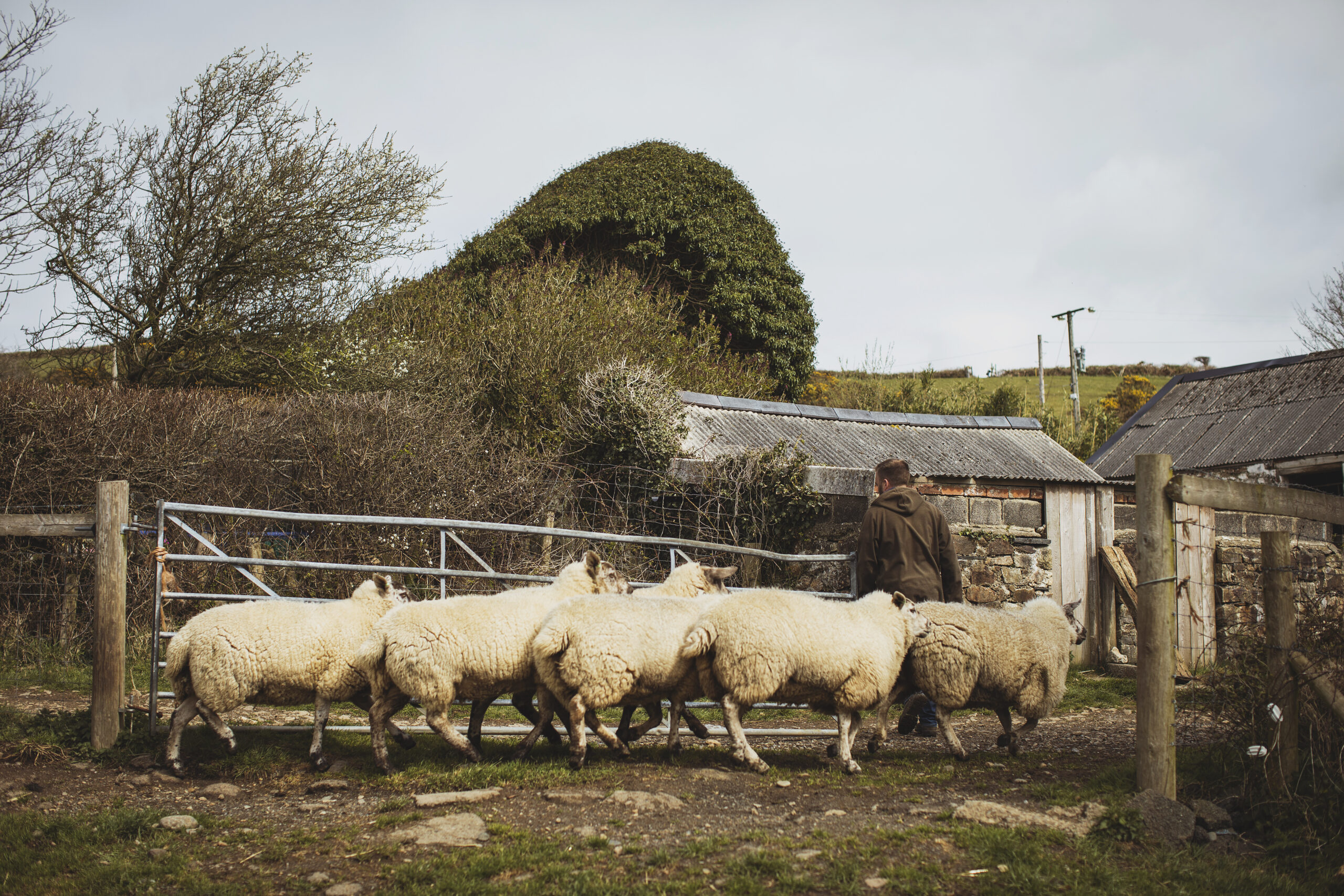 Welsh Lamb, Hogget and Mutton Meat Boxes with FREE Delivery